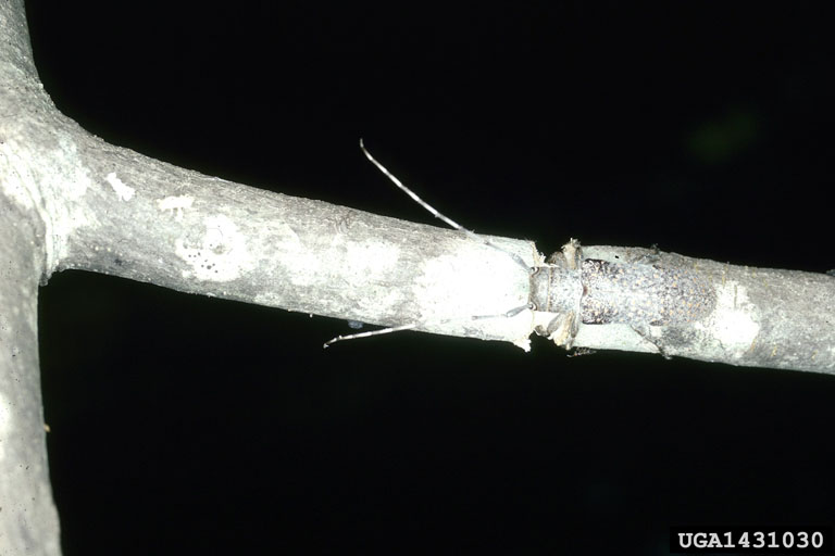 twig girdler (Oncideres cingulata)