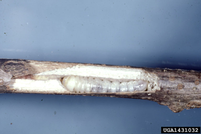 twig girdler (Oncideres cingulata)