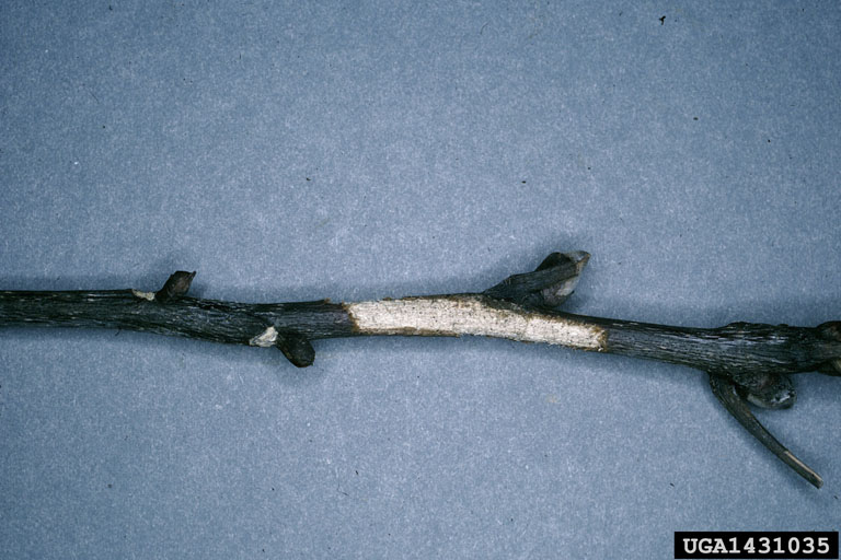 twig girdler (Oncideres cingulata)