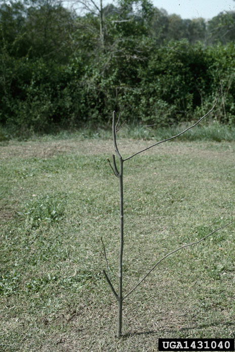 twig girdler (Oncideres cingulata)