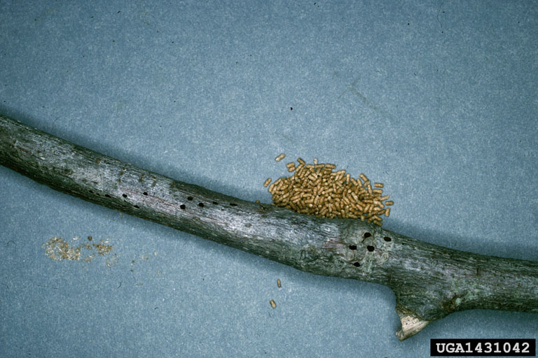 twig girdler (Oncideres cingulata (Say, 1826))