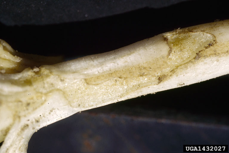 click beetles (Genus Conoderus)