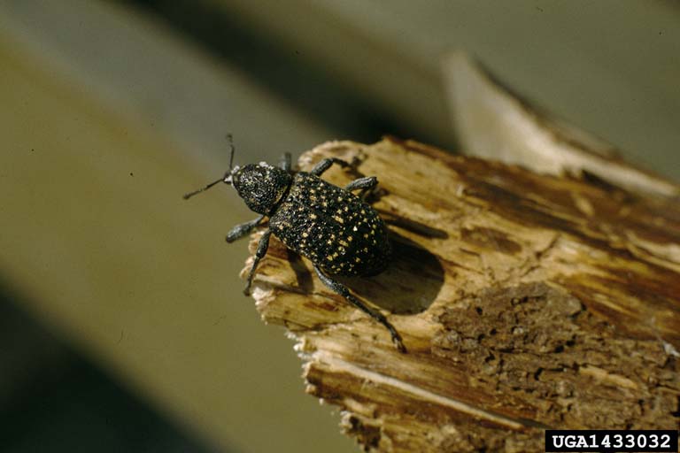 large spruce weevil (Hylobius piceus (De Geer, 1775))