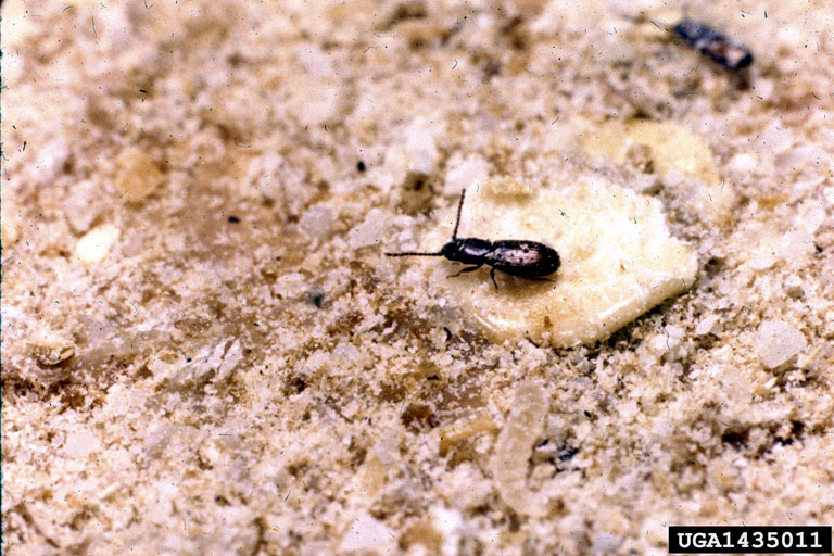 flat grain beetle (Cryptolestes pusillus (Schönherr, 1817))