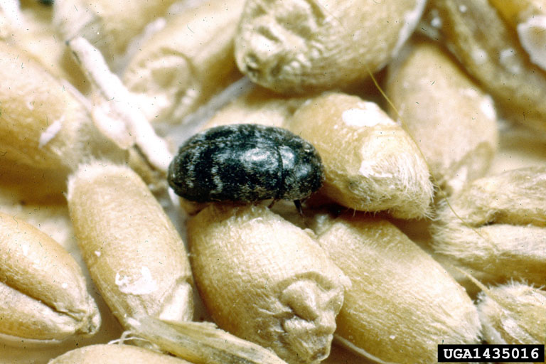 Dermestid beetles (Family Dermestidae)