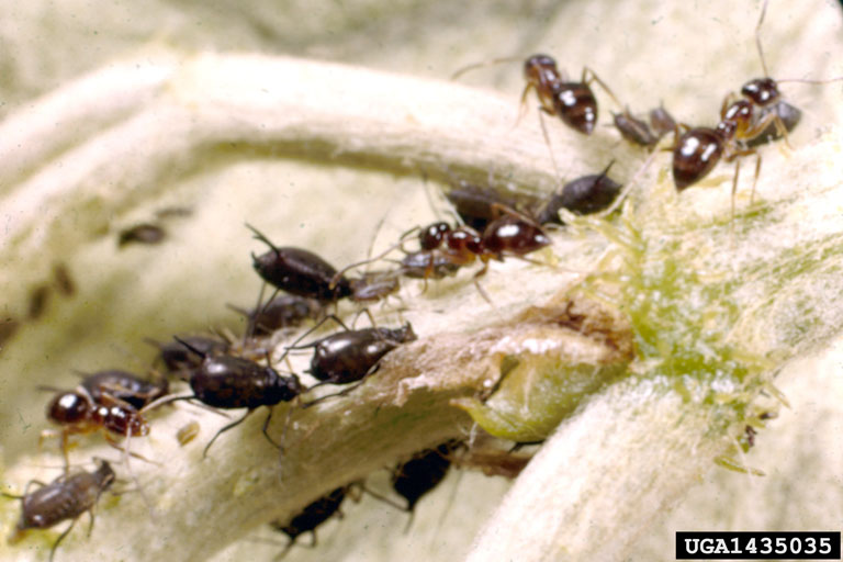 aphids (Family Aphididae)