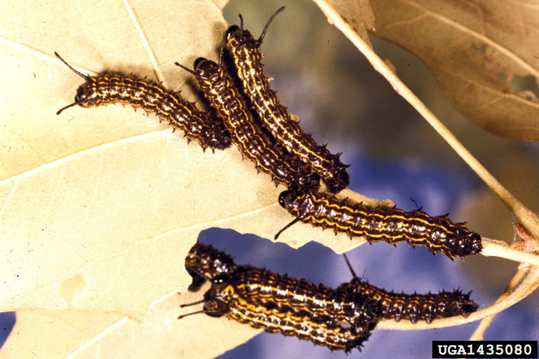 orangestriped oakworm (Anisota senatoria (J. E. Smith, 1797))