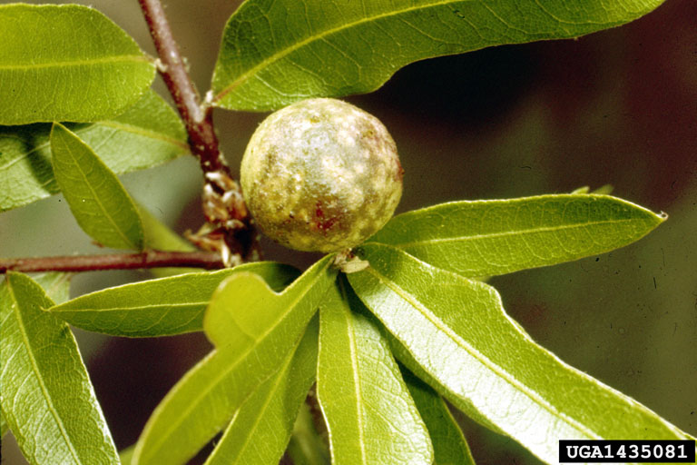 Cynipid gall wasp (Family Cynipidae)
