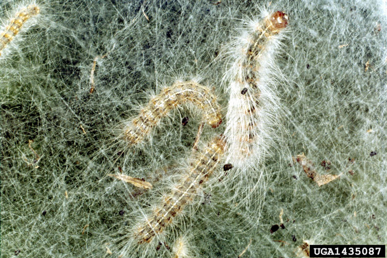 fall webworm (Hyphantria cunea)