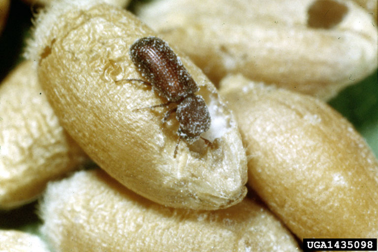 lesser grain borer (Rhyzopertha dominica)