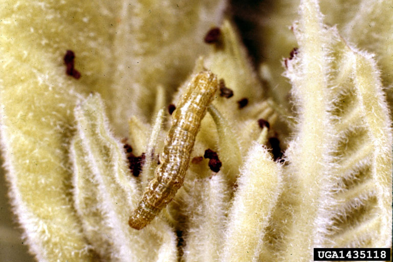 tobacco budworm (Chloridea virescens (Fabricius))