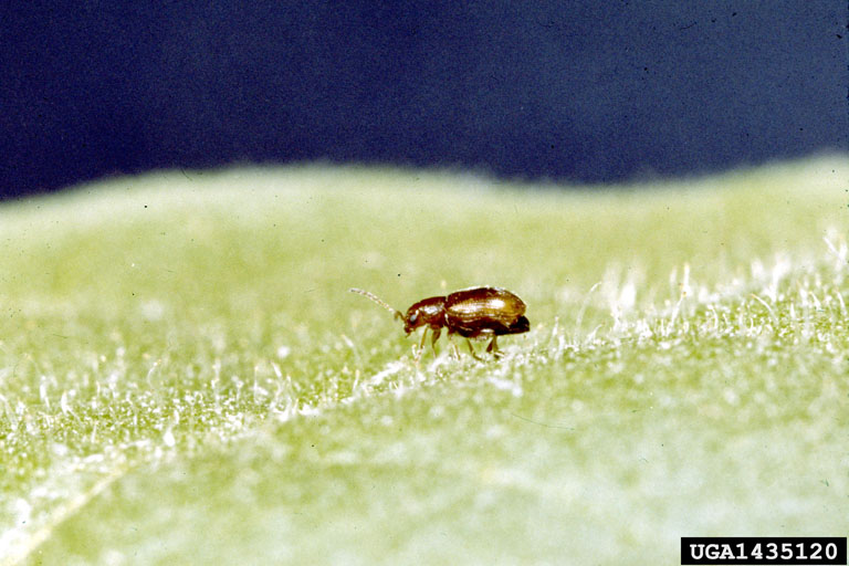 tobacco flea beetle (Epitrix hirtipennis (Melsheimer, 1847))