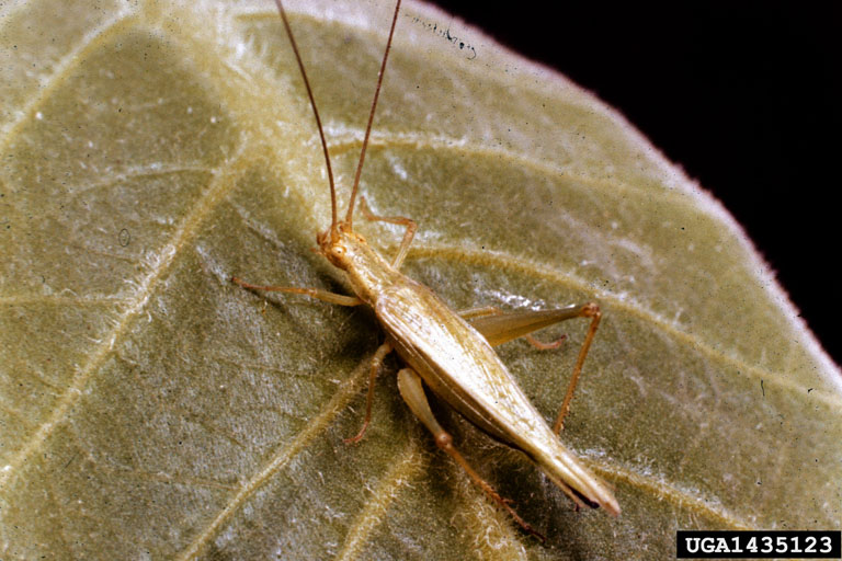 snowy tree cricket (Oecanthus fultoni)