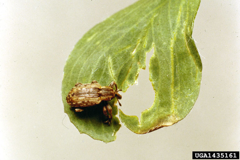alfalfa weevil (Hypera postica (Gyllenhal, 1813))