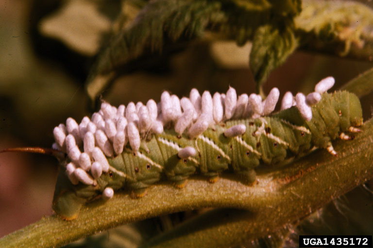 Braconid wasps (Family Braconidae)