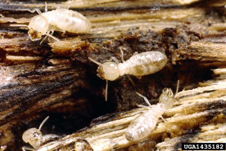subterranean termite (Genus Reticulitermes)