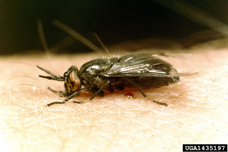 deer flies (Genus Chrysops Meigen 1803)