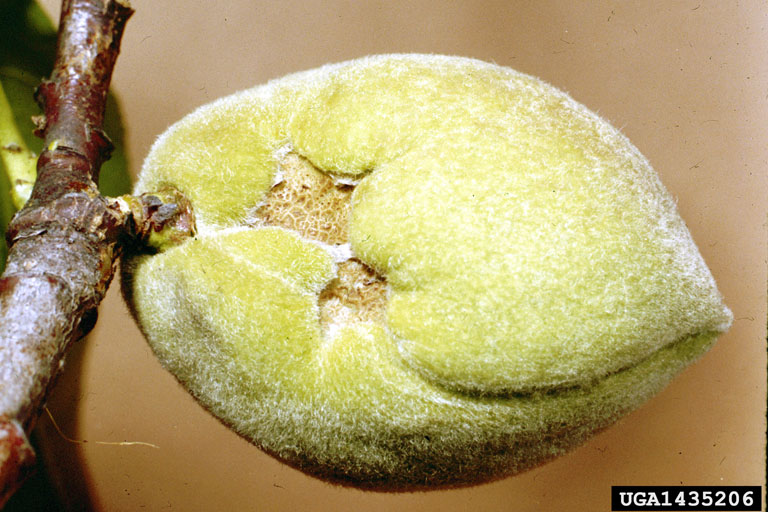 plant bugs (Family Miridae)