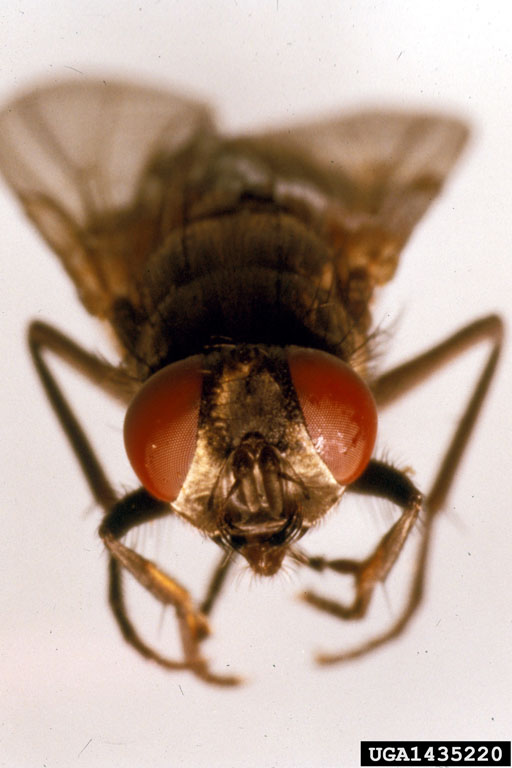 house fly (Musca domestica)