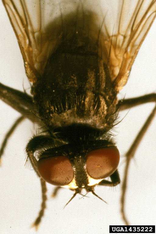 house fly (Musca domestica Linnaeus, 1758)