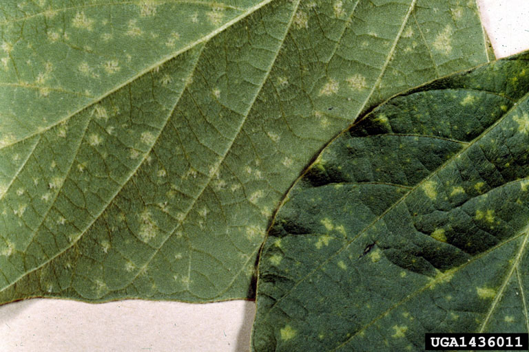 downy mildew (Peronospora manshurica (Naumov) Syd. In Gaum.)