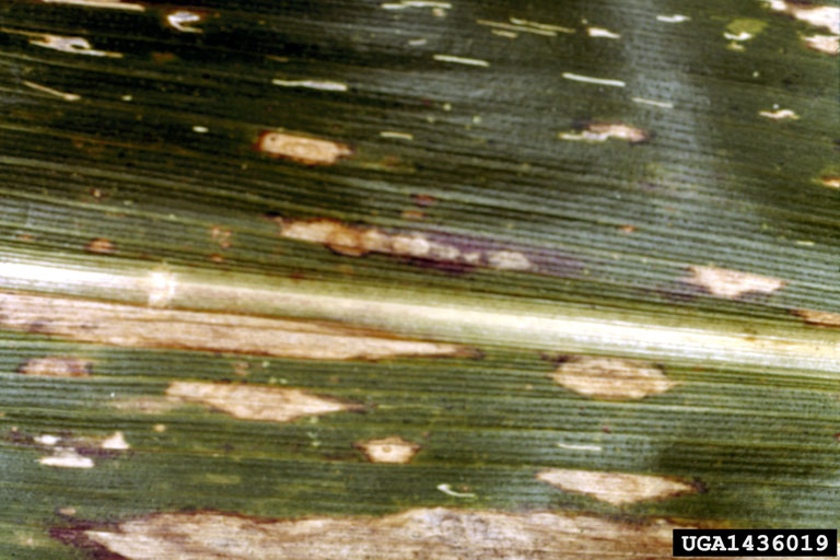 Southern corn leaf blight and stalk rot (Bipolaris maydis (Y. Nisik ...