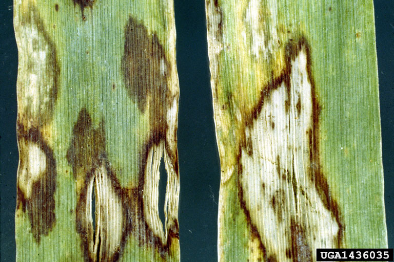 barley scald (Rhynchosporium secalis)