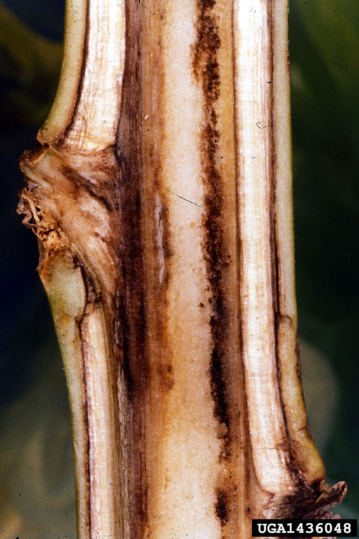 Southern bacterial wilt (Ralstonia solanacearum (except Race 3 Biovar 2))