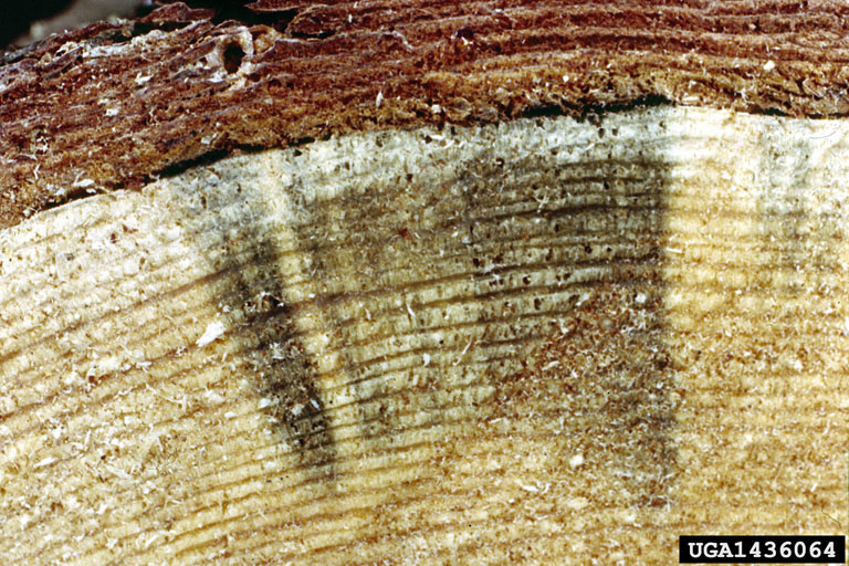 blue stain (general)