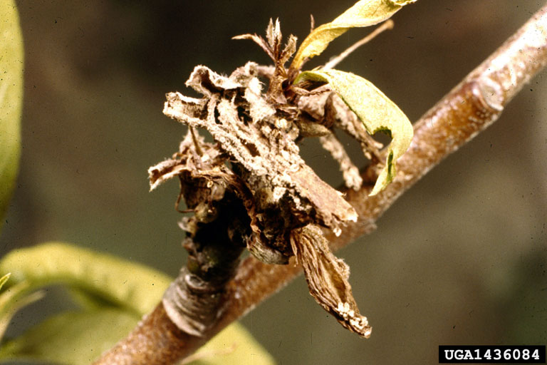 brown rot (Monilinia fructicola (G. Wint.) Honey)