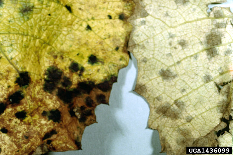 Pseudocercospora leaf spot (Pseudocercospora vitis (Lév.) Speg.)
