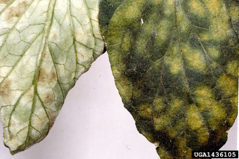 leaf mold (Passalora fulva ) on garden tomato (Solanum lycopersicum ...