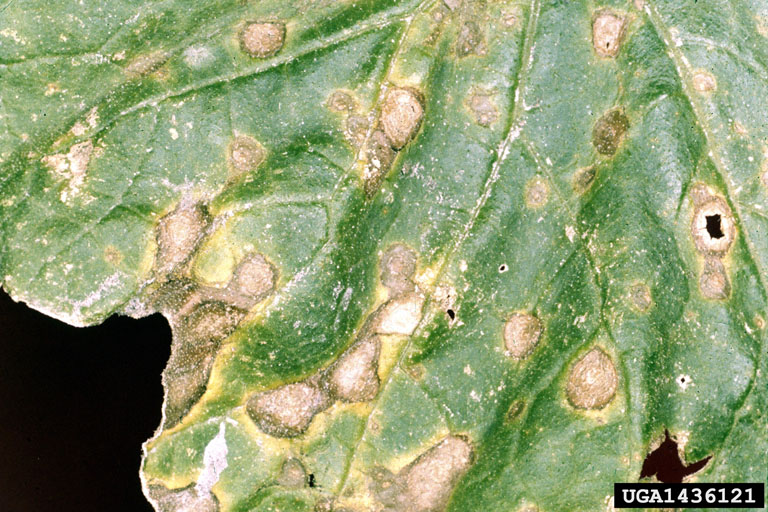 Alternaria leaf blight (Alternaria cucumerina (Ellis & Everh.) J.A ...