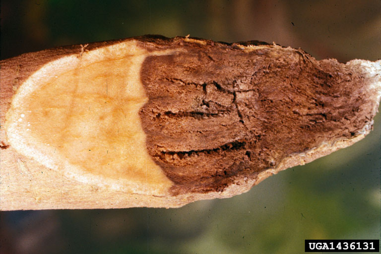 Rhizopus soft rots (Genus Rhizopus)