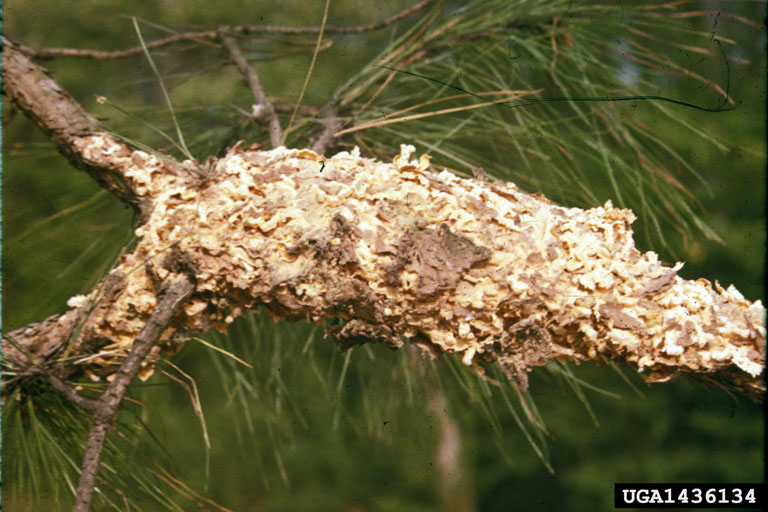 fusiform rust (Cronartium quercuum f.sp. fusiforme (Hedgc. & N. Hunt ...
