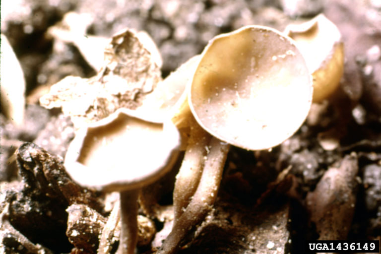 camellia flower blight (Ciborinia camelliae L.M. Kohn)