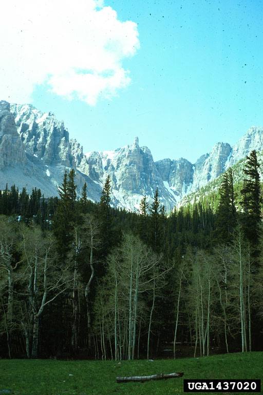 Synonym for Mountains (mountain)
