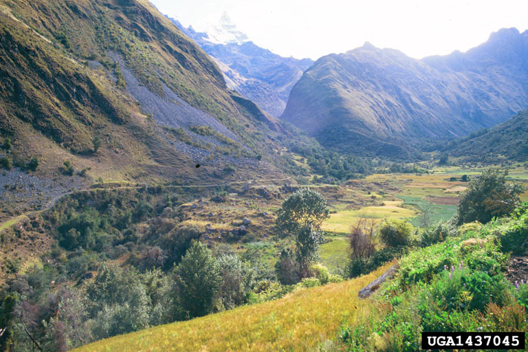 Synonym for Mountains (mountain)