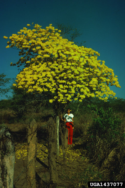 trumpet-tree, Tabebuia spp. (Scrophulariales: Bignoniaceae) - 1437077