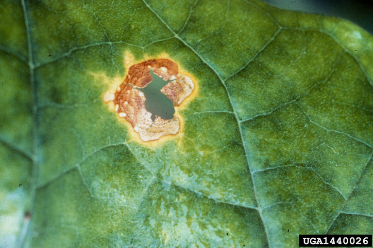 Phoma blight (Phoma exigua var. exigua)