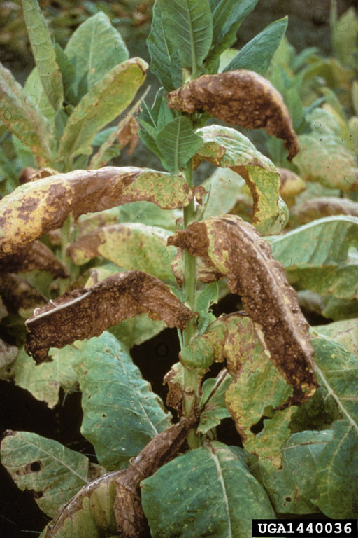 tobacco vein mottling virus (TVMV) (Potyvirus Tobacco vein mottling virus)