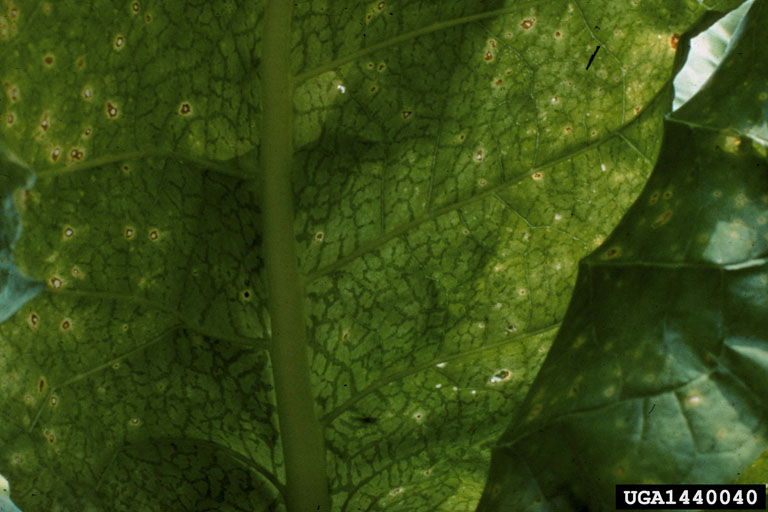 potato virus Y (PVY) (Potyvirus Potato virus Y)