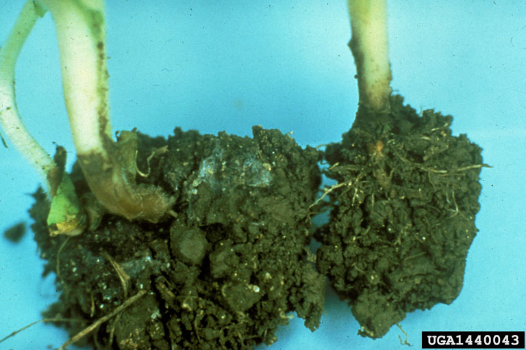Pythium diseases (Genus Pythium Pringsh.)