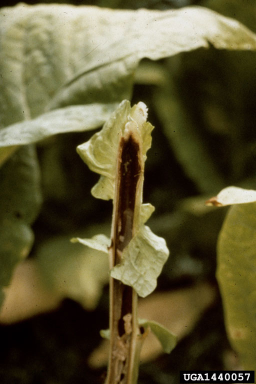 bacterial hollow stalk (Erwinia aroideae)