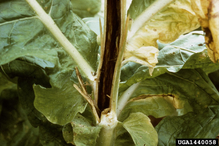 bacterial hollow stalk (Erwinia aroideae)