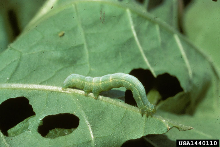 cabbage looper (Trichoplusia ni)