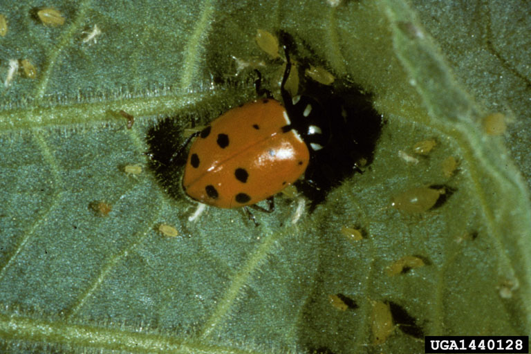 lady beetles (family Coccinellidae) (Family Coccinellidae)