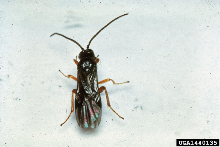 Cotesia congregata (Parasitoid wasp) (Apanteles congregatus)