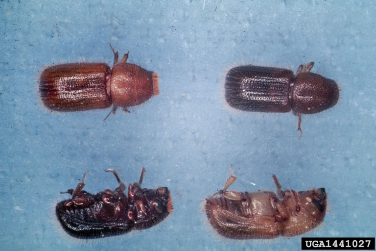 western balsam bark beetle (Dryocoetes confusus Swaine, 1912)