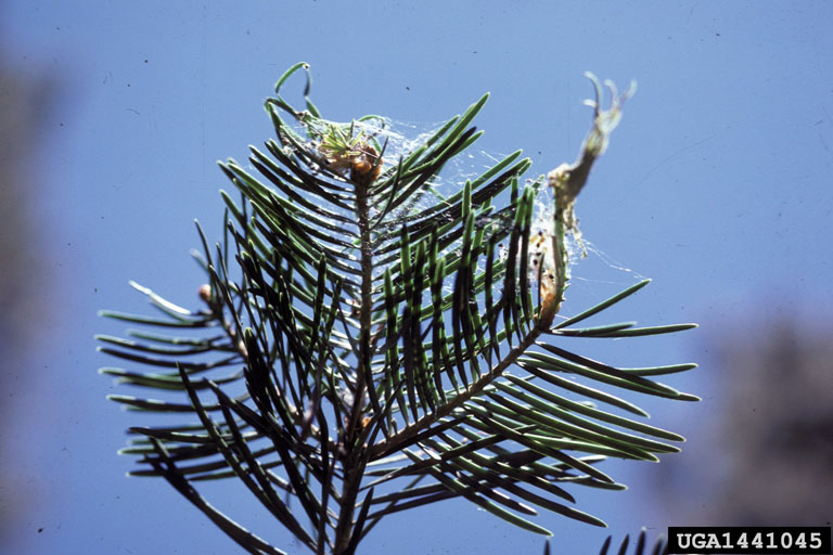 western spruce budworm moth (Choristoneura occidentalis ) on white fir ...
